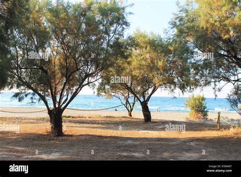 Beach With Trees Stock Photo Alamy