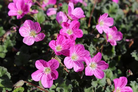 Erodium X Variabile ‘bishops Form Native Sons Wholesale Nursery
