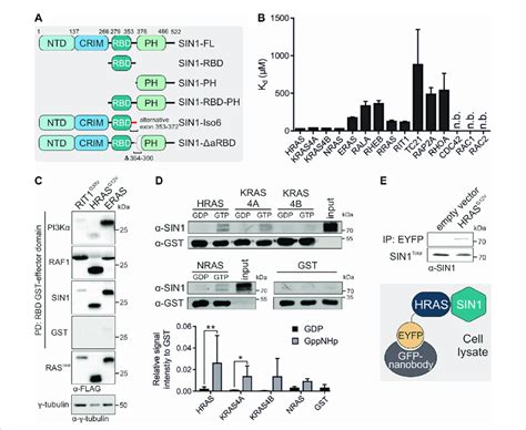Interaction Partners Of SIN1 A Schematic Domain Organization Of SIN1 Download Scientific