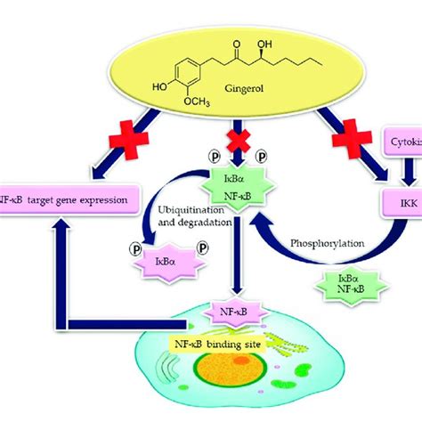 Gingerol Decreases Nf Lb Target Inflammatory Gene Expression By The