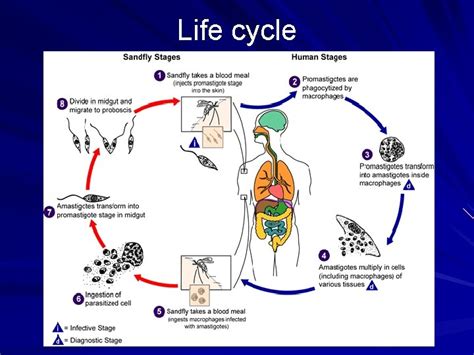Blood Tissue Flagellates Haemoflagellates Morphologic Forms There Are