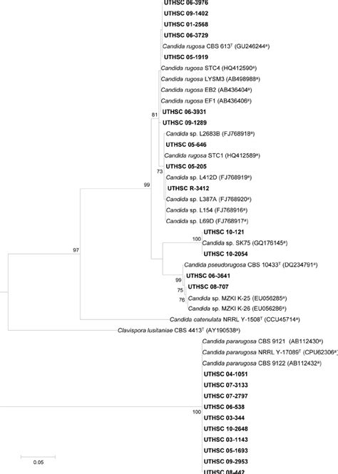 ml tree obtained from the d1 d2 domains of the 28s rrna gene sequences