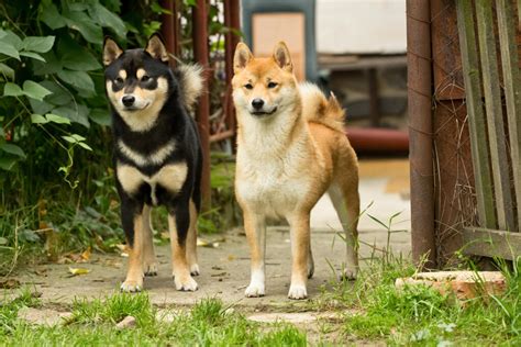 Shiba Hondenrassen