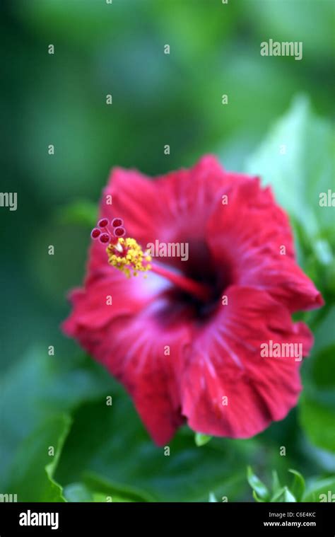 Closeup Of Hibiscus Flower Lalomanu Atua Upolu Samoa Pacific Stock