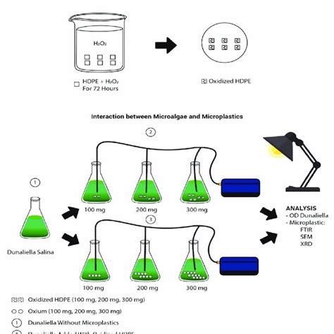 The Series Of Biodegradation Processes In This Research Download
