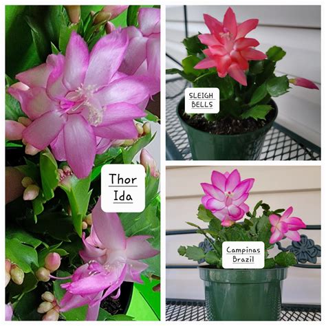 Thanksgiving Cactus Unrooted Cuttings Schlumbergera Truncata Named
