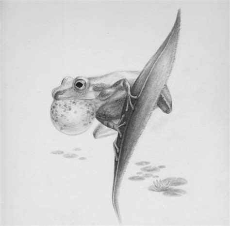 Spring Peeper 65439532577345 Flickr