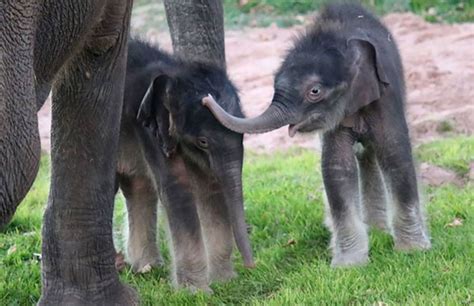 Miracle At The Orphanage Rare Twin Elephant Birth After 80 Years