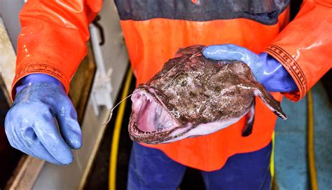 Evolution Hasnt Revamped Alligators In 8 Million Years Futurity