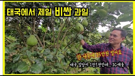 태국에서 제일 비싼 과일 이 과일은 뭘까요 한 나무가 태국 일당의 10배를 번다고 포멜로thailand Youtube