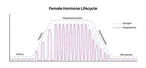 Premium Vector Female Hormones Lifestyle Graph Estrogen End