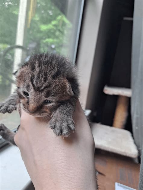20 Cutest Kittens Of The Week The Tiniest Fluffiest Criminals