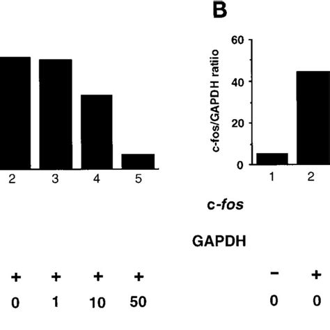 Effect Of Quercetin On Induction Of C Jun And C Fos Activated By Pma Download Scientific