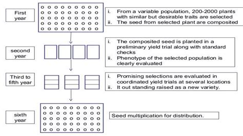 Plant Breeding Techniques Pptx