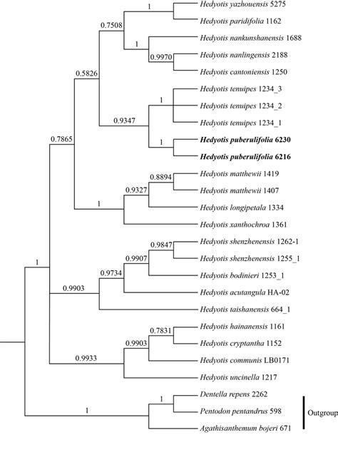 Bayes 50 Major Rule Consensus Tree Derived From A Combined Analysis Of