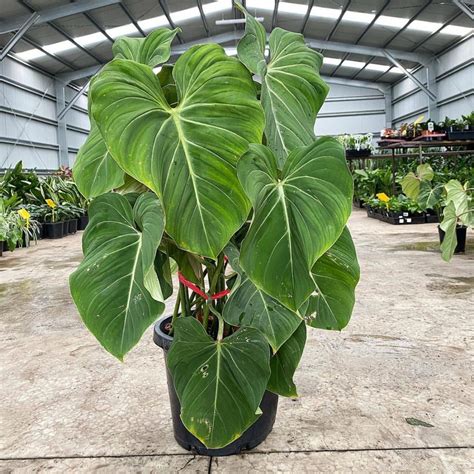 Philodendron Gloriosum Westlake Nursery