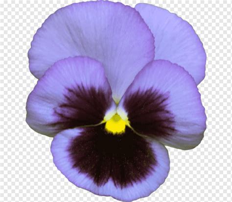가족의 그리기 팬 지 바이올렛 꽃 색 야생 팬 지 보라색 바이올렛 가족 색깔 그림 꽃 Png Pngwing