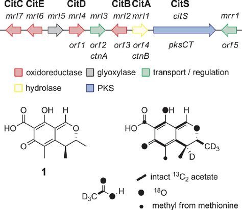 The Citrinin Gene Cluster From Monascus Species And The Labelling Download Scientific Diagram