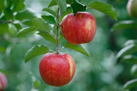 Fruit Tree Home Grown