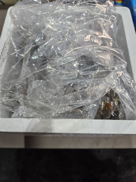 제주 자연산 뿔소라 2kG 명품농수산