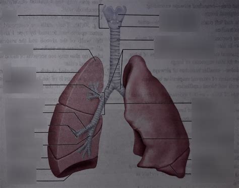 Lower Respiratory System Diagram Quizlet
