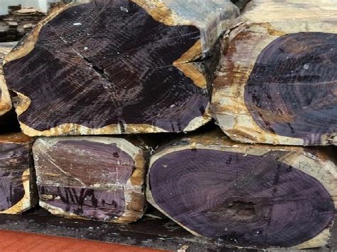 خرید چوب درخت ابنوس قیمت عالی آراد برندینگ