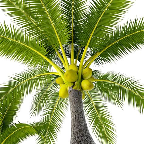 Max Coconut Palm Set