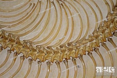 Python Skeleton