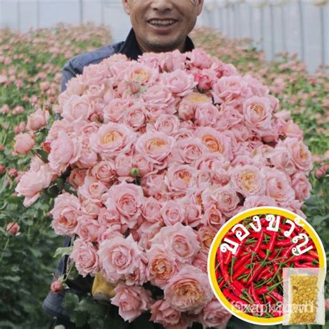 เมล็ดพันธุ์คุณภาพสูงในสต็อกในประเทศไทยเมล็ดอวบอ้วน Seeds Man เมล็ดอวบอ้วนดอกกุหลาบ สีแดง สีชมพู