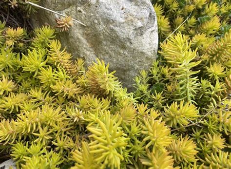 Sedum Angelina Golden Stonecrop