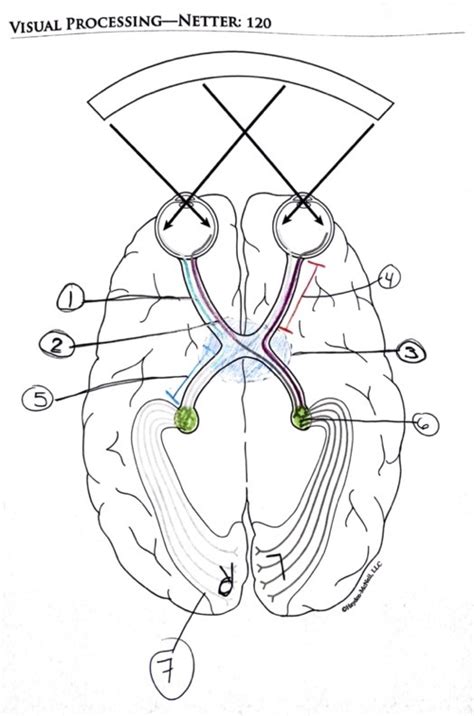 Visual Processing Diagram Quizlet