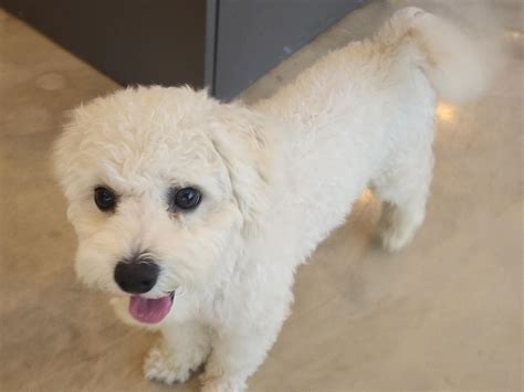 푸들 재롱 아메리칸숏헤어특징 아메리칸컬특징 아비시니안특징 엑조틱특징 터키시앙고라특징 페르시안특징 하이랜드폴드특징 애완견특징 반려견특징 강아지분양가격 소형견분양가격 중형견