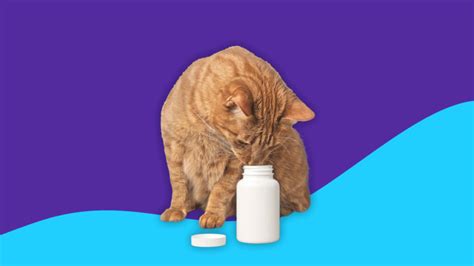 Amoxicillin for cats: Dosage and safety | SingleCare