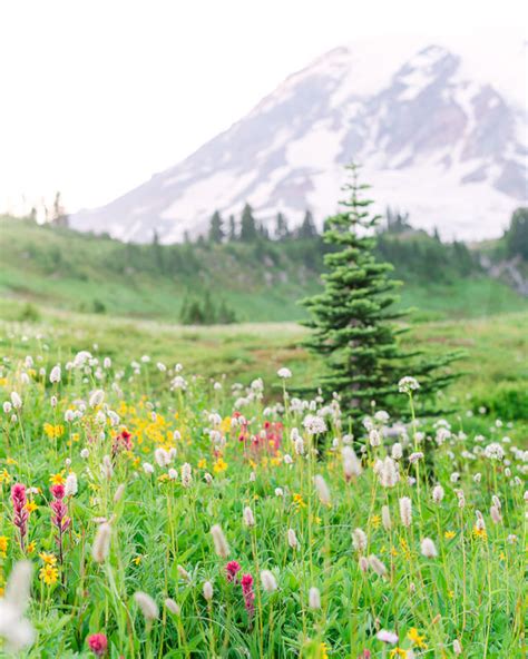 Meadow Flowers Mount