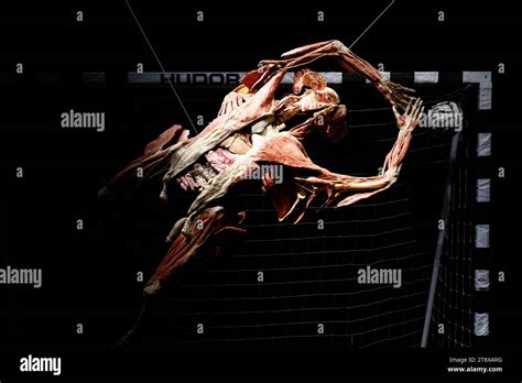 Zagreb Croatia 21st Nov 2023 A Plastinate Is On A Disply During The Exhibition Body Worlds