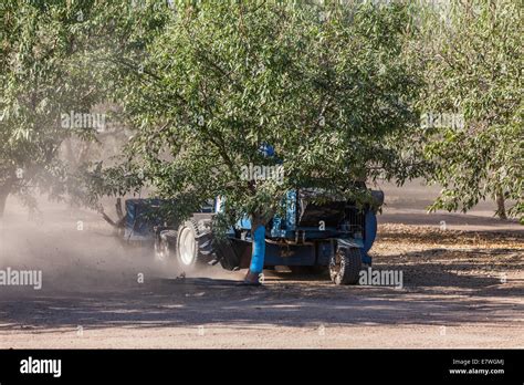 An Almond Harvesting Machine That Sweeps All The Almonds Into The