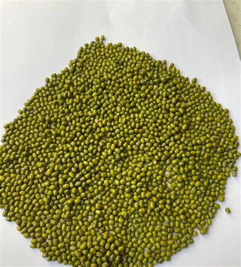 Green Moong Packaging Size 30 Kg At Rs 80kg In Hatod Id 2854227281891