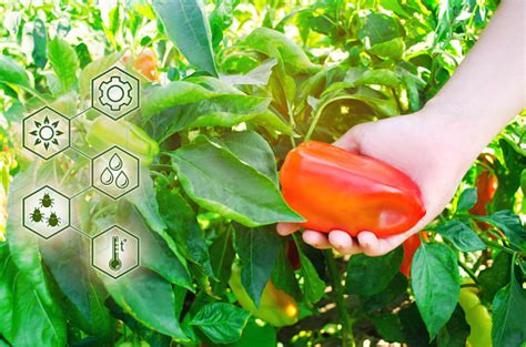 고추 수확 과학적인 일 및 새로운 방법의 개발 품종의 선택 높은 기술 그리고 농업 산업에 혁신입니다 농업에 투자 토양 및 농작물의 품질 학문 채소에 대한 스톡 사진 및 기타