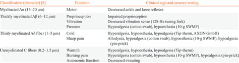 Peripheral Nerve Fibers And Function Download Table