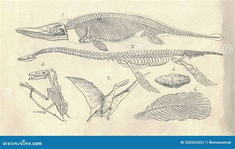 Antique Engraved Illustration Of The Extinct Animal Skeletons Vintage