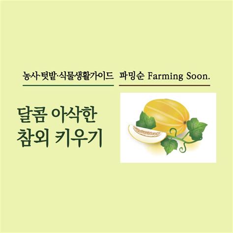 텃밭 참외 키우기참외 심는 시기참외 심는 방법 네이버 블로그