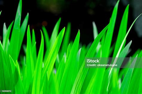 Close Up Bright Green Grass Natural Green Background With Blur Grass