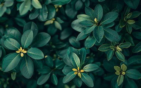 Premium Photo Greeny Background Wallpaper Greenary Lawn Forrest