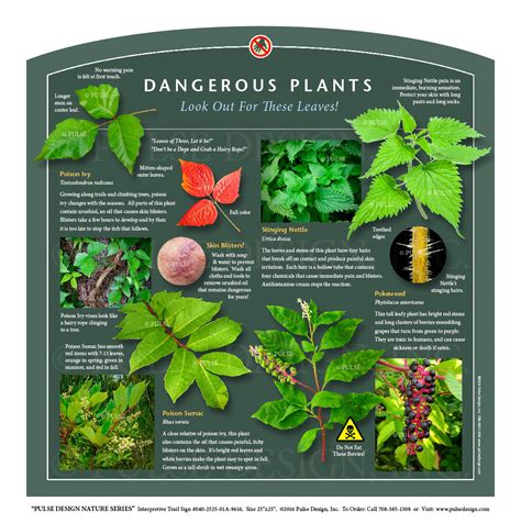 Pdns Plant Species Invasive Poisonous Native Plant Identification