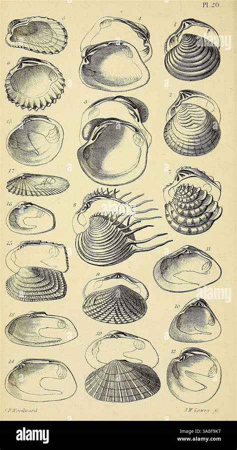 A Manual Of The Mollusca London Virtue And Co 1868 Mollusks Mollusk Fossil A Detailed
