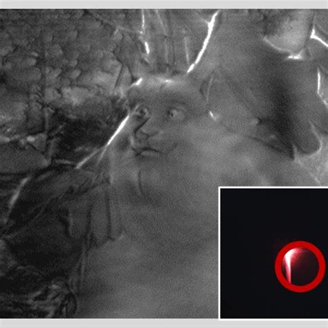 The Eyebox Problem And Smooth Phase Cgh Algorithms State Of The Art Download Scientific