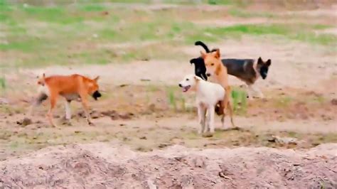 Amazing Dogs Fucking On The Grass Youtube