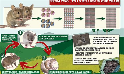 Pregnant Mouse Giving Birth
