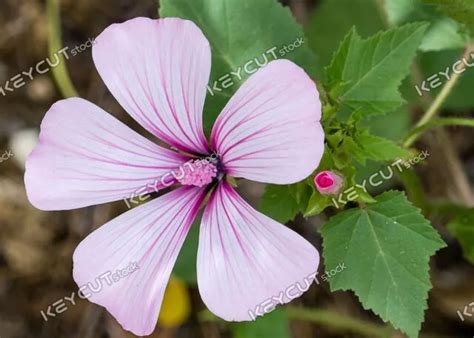 꽃이 핀다 아름다움 꽃의 확대 자연 1382411414 키컷스톡