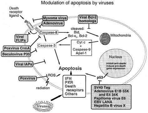 Modulation Of Apoptosis By Viruses Download Scientific Diagram